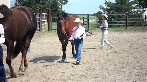 How To Show A Horse In Halter Class At Irene Troyer Blog