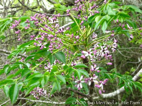 Two Men And A Babe Farm CAN YOU HELP ME IDENTIFY THIS TREE