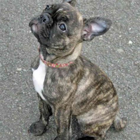 Information On Bugg Puppies For Sale In Arizona