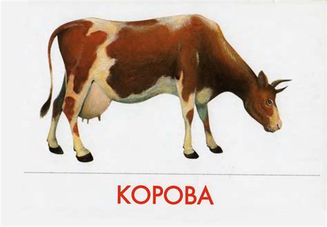 Домашние Животные И Их Детеныши Фото — Фото