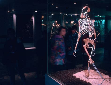 This Is Why Lucy Has Been The Face Of Human Evolution For The Last 50 Years National Geographic