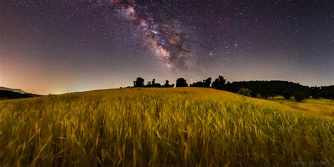 شبهای گندم زار