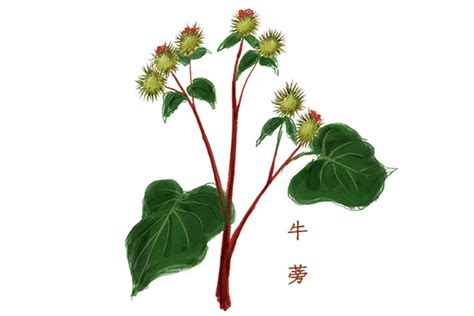 牛蒡的功效与作用 彩牛养生