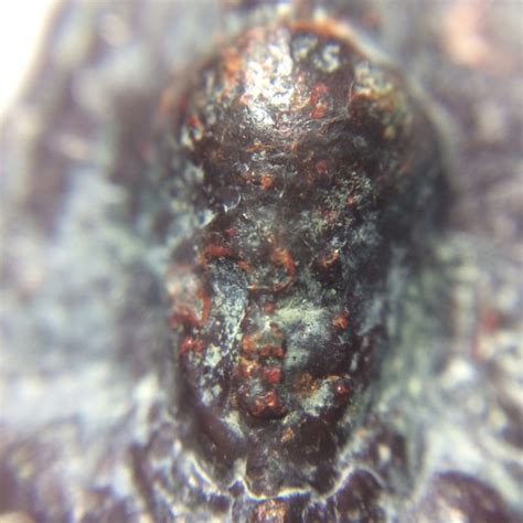 พระร่วงหลังรางปืน กรุวัดพระศรีรัตนมหาธาตุ จ สุโขทัย พระเครื่อง แสนดี Sendy Amulet