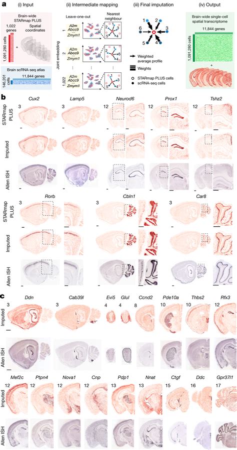 Transcriptome Scale Adult Mouse Cns Spatial Atlas By Gene Imputation A Download Scientific
