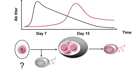 Quantitating Critical Subcellular Events In Significant Populations Using Imaging Flow Cytometry
