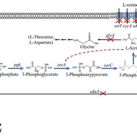 PDF Improving L Serine Formation By Escherichia Coli By Reduced
