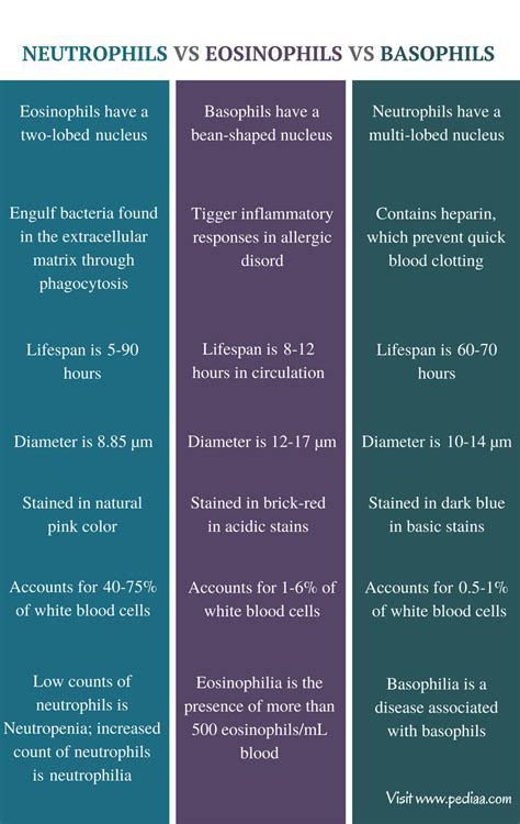 Difference Between Neutrophils Eosinophils And Basophils Structure