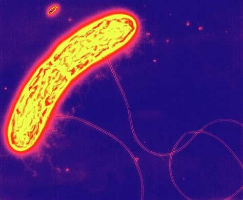 Energy Producing Geobacter Shows Pract Bloguru