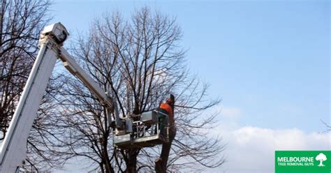 Tree Lopping Vs Tree Pruning Which Is Best For Your Melbourne Property Melbourne Tree