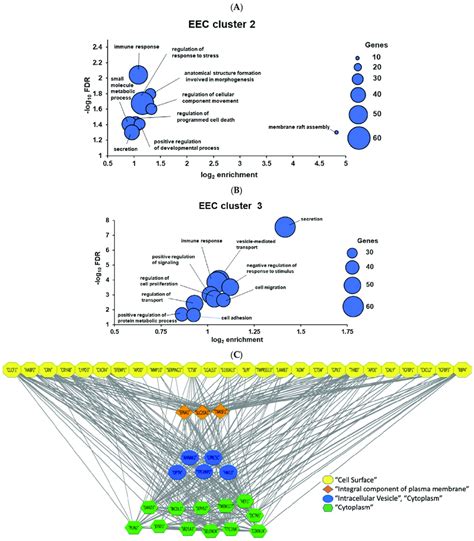 Gene Ontology Go Of Endometrial Epithelium Networks Reported Via Download Scientific Diagram