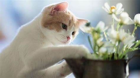 怀孕能养猫吗 凤凰网
