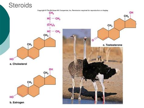 Ppt Anatomy I Unit 3 Basic Biochemistry Powerpoint Presentation