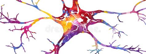 Neuron Colorful Watercolor Vector Illustration Stock Vector