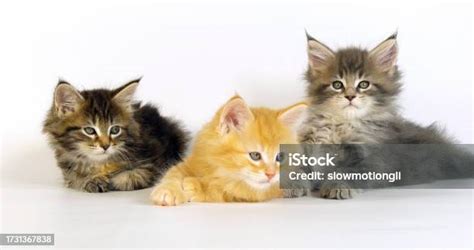 파란 얼룩 무늬 얼룩 무늬 갈색 사마귀 얼룩 무늬 얼룩 무늬 얼룩 무늬 메인 쿤 국내 고양이 흰 배경에 새끼 고양이 프랑스의 노르망디 0명에 대한 스톡 사진 및 기타 이미지