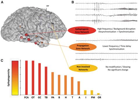 The Spatial Reach Of Neuronal Coherence And Spike Field 59 Off