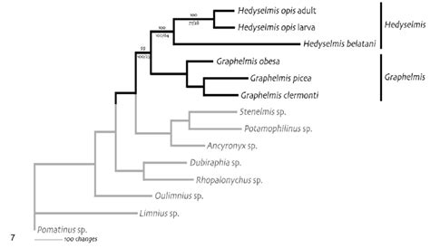 Single Most Parsimonious Tree Obtained Using The Combined Dataset
