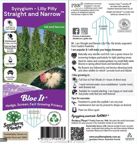 Syzygium Lilly Pilly Straight And Narrow 200mm Southern Plants