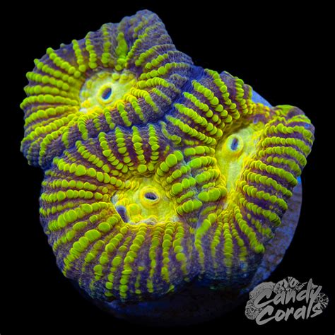 Honey Favia Frag Candy Corals