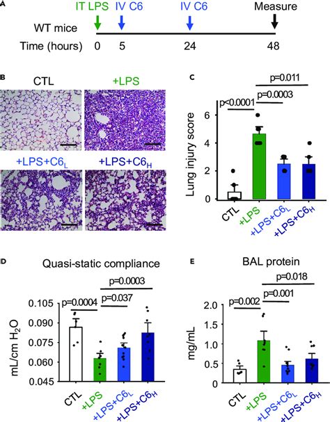 C6 Peptide Ameliorates Lps Induced Ali Experiments Were Conducted Download Scientific Diagram