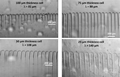 Steady State Growth Morphology Of Scn 024 Wt Camphor Alloy Download Scientific Diagram