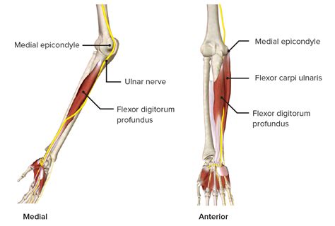 Forearm Anatomy Concise Medical Knowledge