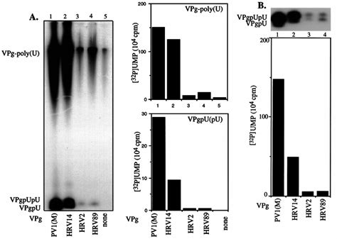 Comparison Of Pv And Rhinovirus Vpgs As Substrates For Uridylylation