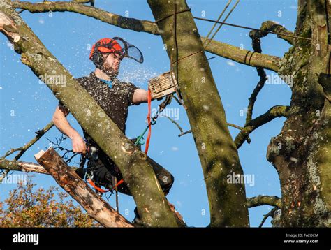 Tree Surgeon In The Top Of A Tree Cutting Branches With A Chainsaw
