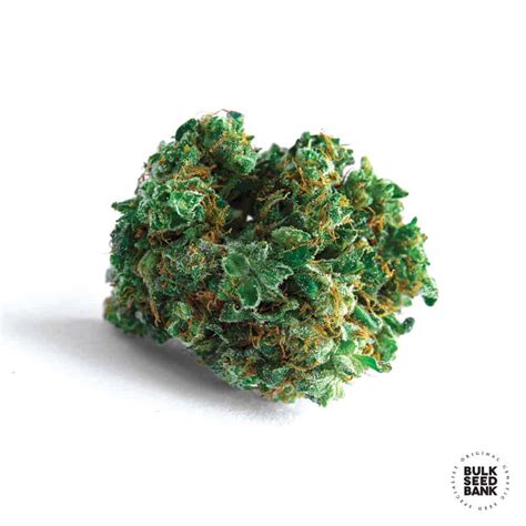 Lime Skunk Bulk Seed Bank