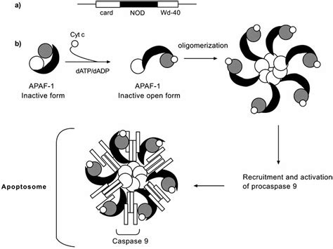 The Formation Of Apoptosome A The Apoptosis Protease Activating Download Scientific Diagram