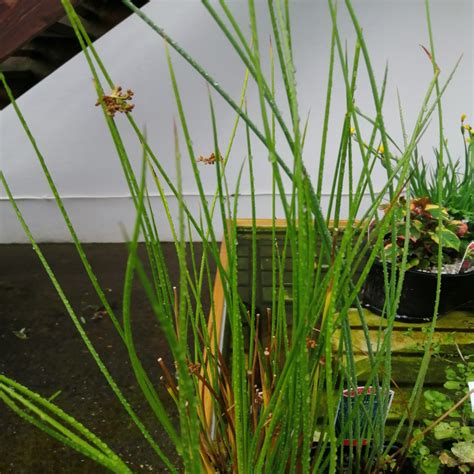 Juncus Effusus The Water Garden