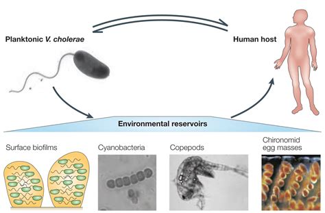 V Cholerae Life Cycle And Interactions The Life Cycle