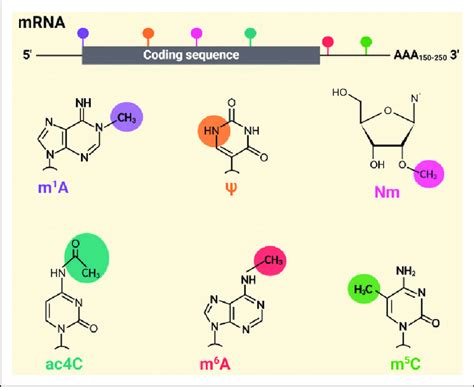 Major Epitranscriptomic Modifications Mature Rnas Can Undergo 172 Download Scientific Diagram