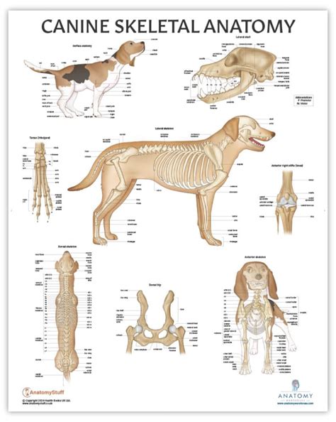 Anatomy Lab Canine Skeletal Anatomy Poster Laminated Veterinary Anatomy