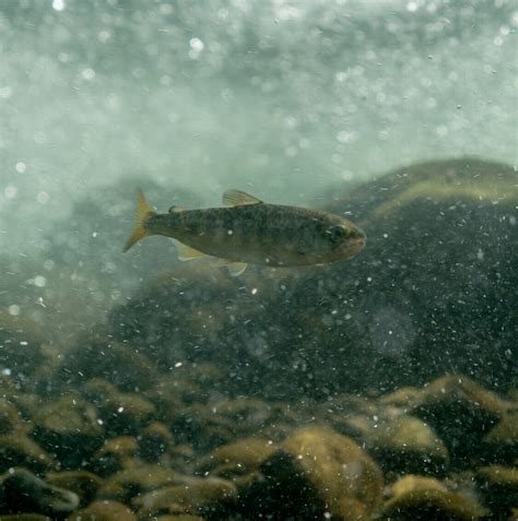 Chehalis River Alliance