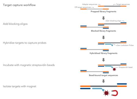 xgen ngs hybridization capture idt