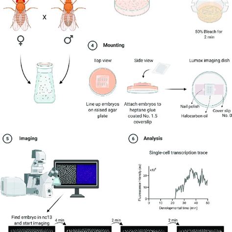 visualization of transcription with the ms2 mcp imaging system