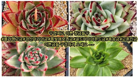 5월22일♡멋찌고 이쁜 창금들 ♡플라맹고금골드다이아몬드금경산마니아금쪽빛에보니금고혼진금스타보스금 등 구경하러오셔요~~~ Youtube