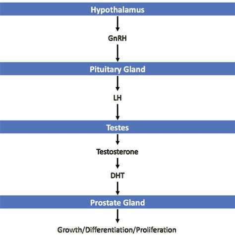 The Hypothalamic Pituitary Gonadal Axis Control Of The Prostate Download Scientific Diagram