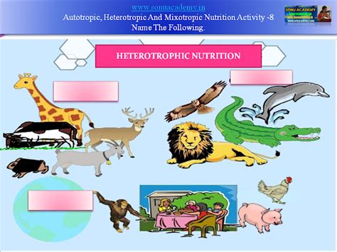 Sonu Academy Autotrophic Heterotrophic And Mixotrophic Nutrition Activity 8