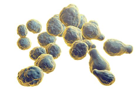 Cryptococcus Neoformans Fungus Photograph By Kateryna Kon Science Photo Library Pixels