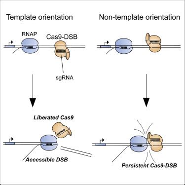 基因编辑为何失败那是因为Cas9霸着C位 生物通