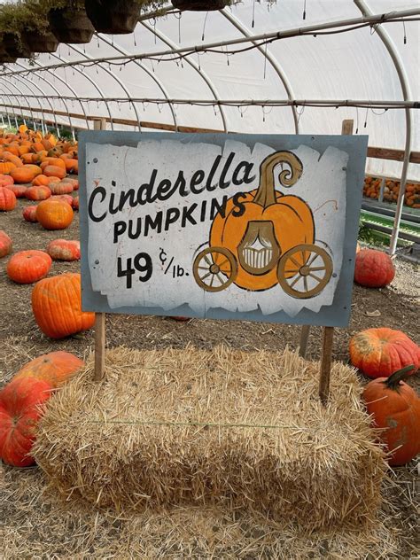 Halloween Best Pumpkin Patch At Kuwaharass Pumpkin Patch Hubpages