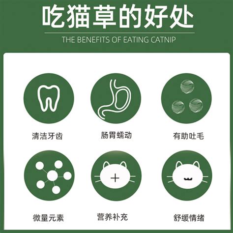 猫草种子小麦懒人猫草籽无土水培种植已种好即食化毛去毛球猫薄荷 虎窝淘