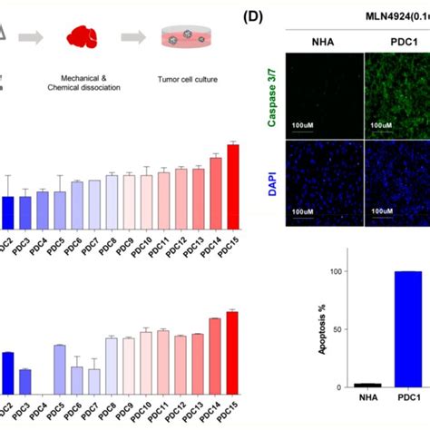 Mln4924 Suppress Cullin 1 Neddylation In Patient Derived Glioblastoma