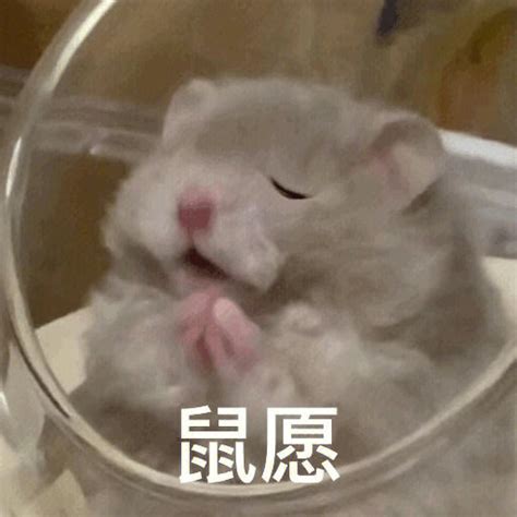 最近很火的小仓鼠表情包 可爱的鼠鼠表情包图片 3 配图网
