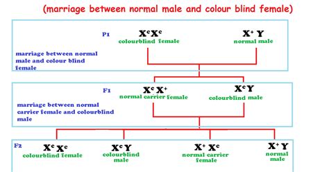 STU DESTINATIONs Sex Linked Inheritance In Humans