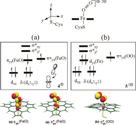 A Orbitals And Their Occupancies In 1 4 Shown Are The Singly Download Scientific Diagram