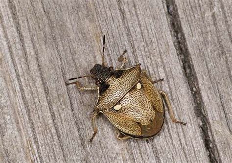 オオトゲシラホシカメムシ 2007 06 30 yyzz2 Flickr