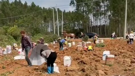 男子承包70亩红薯地遭村民拾取怕机械伤人非常无奈 凤凰网视频 凤凰网